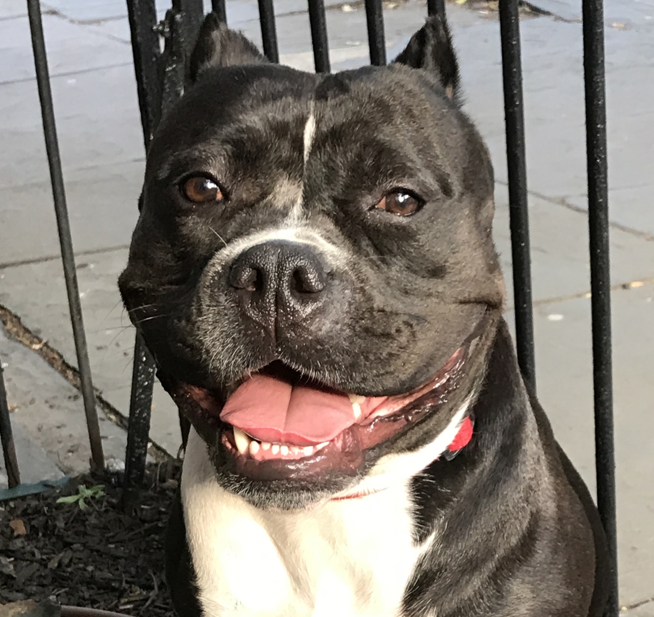 Commission a portrait – scully dogge art